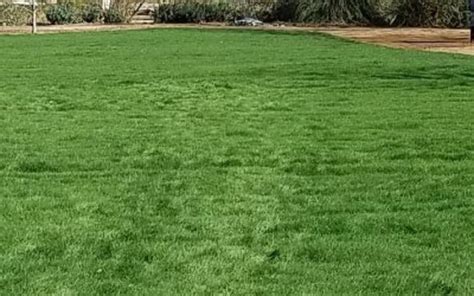 California Native Bentgrass Sod By Soils Solutions Llc In Camarillo Ca