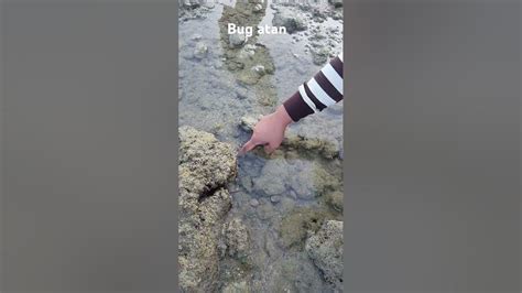 Mata Sa Bug Atan Youtube