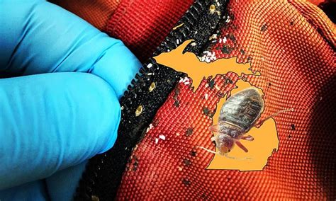 Arizona Travelers Beware Orkin Reveals 7 Cities Crawling With Bed Bugs
