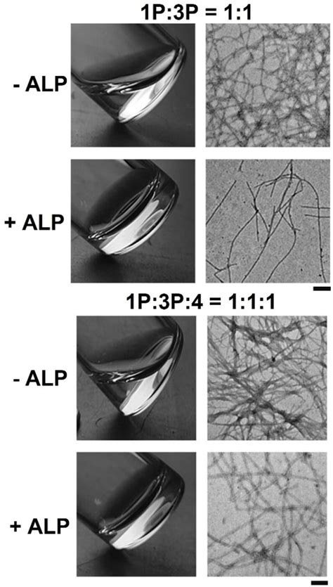 An Exploration Of Multiple Component Peptide Assemblies By Enzyme