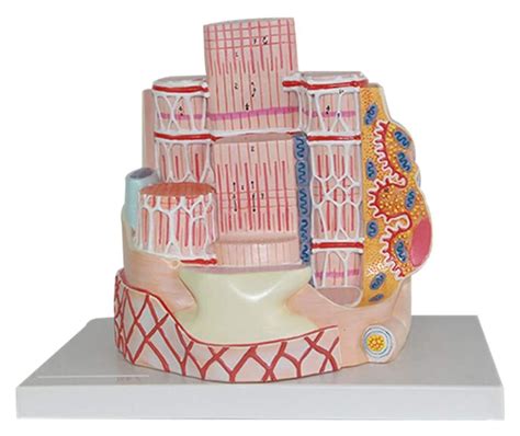 Buy Human Anatomy Science Models Skeletal Muscle Fiber Model And