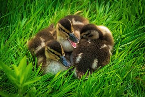 รูปภาพentchen เลือกดูภาพถ่ายสต็อก เวกเตอร์ และวิดีโอ7139 Adobe Stock