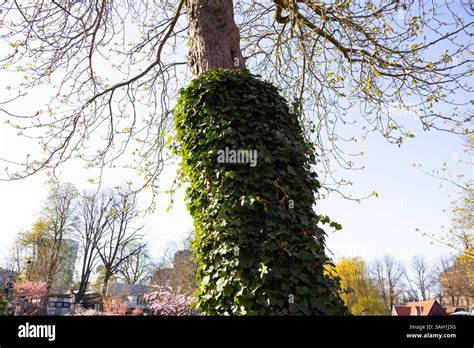 A Tall Tree Covered With Dense Leaves Creating A Lush And Green