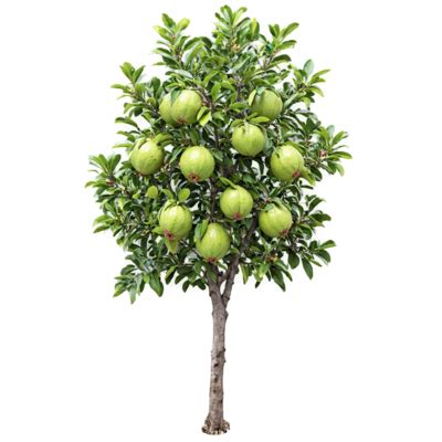 Tree With Fruit PNGs For Free Download