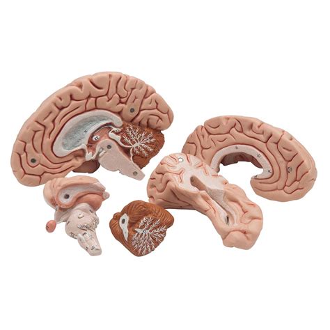 Anatomical Model Of Brain