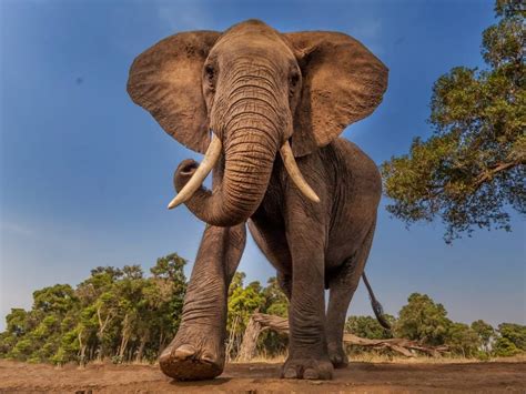 Thirsty Elephants Rampage Through North Cameroon City News24