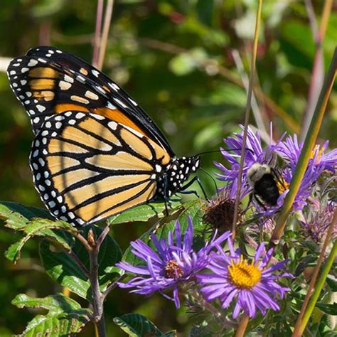 White Wingstem Verbesina Virginica