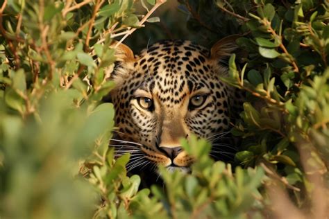 Premium Photo Intriguing Stealth The Enigmatic Leopard Concealed Within The Wikimedia Commons