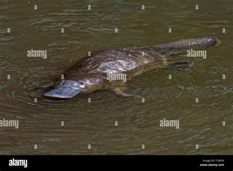 Schnabeltier Ornithorhynchus Anatinus Festlegung Säugetier Endemisch Im Osten Von Australien