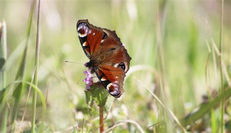 Rusałka Pawik Na Kwiatku