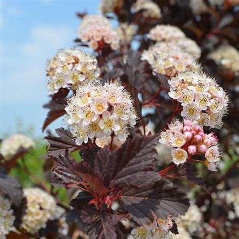 Ninebark Summer Wine Standard A Garden Center Duluth Minnesota