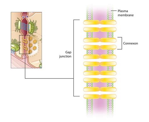 Cell Adhesion Cell Communication Learn Science At Scitable