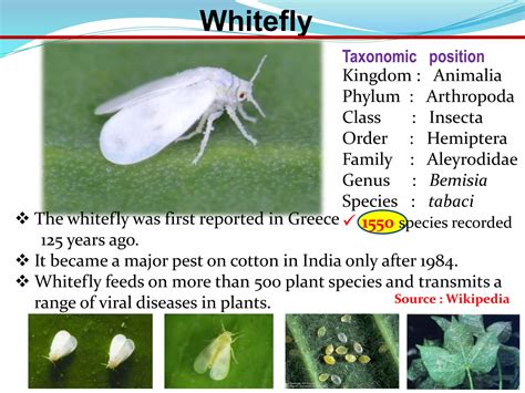 Whitefly As Vector Pptx