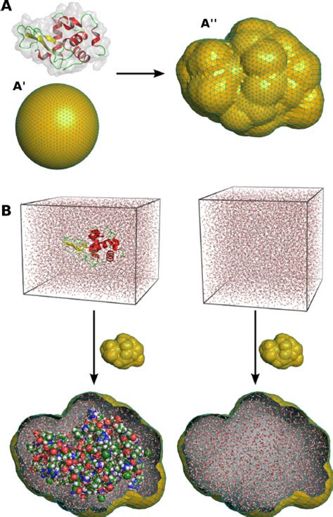Construction Of The Hydration Layer And Excluded Solvent Using A