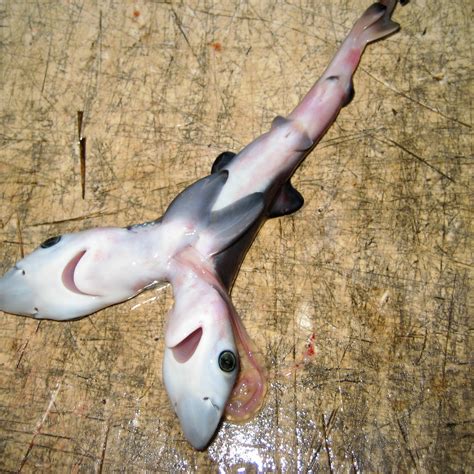Two Headed Shark