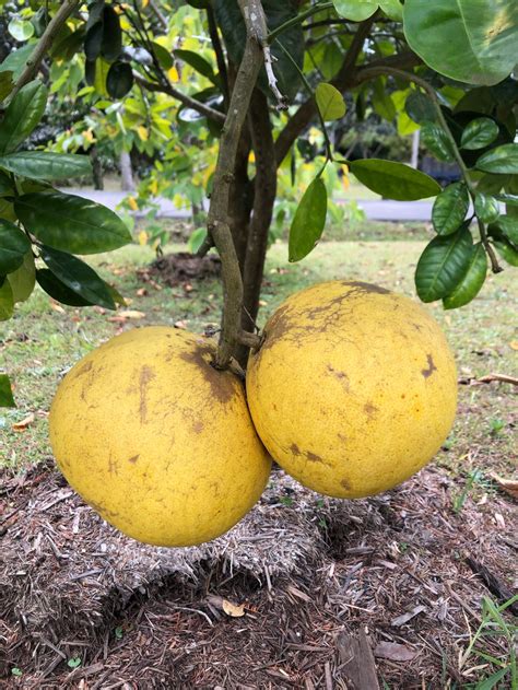 Buy Pummelo Fruit Trees Delivered To Your Door Ross Creek Tropicals