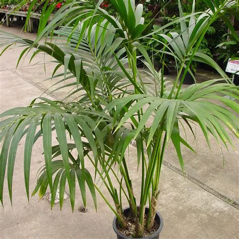 Kentia Palm Tree Howea Forsteriana 650x550m Florida Palm Trees