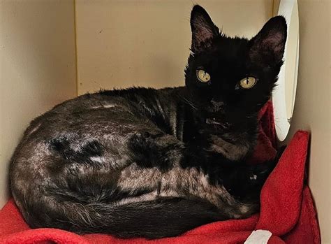 Kittys Catfe Kittys Catfe • Instagram Photos And Videos