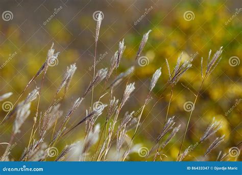 Grass And Herbs Stock Image Image Of Nature Grass Autumn 86433347