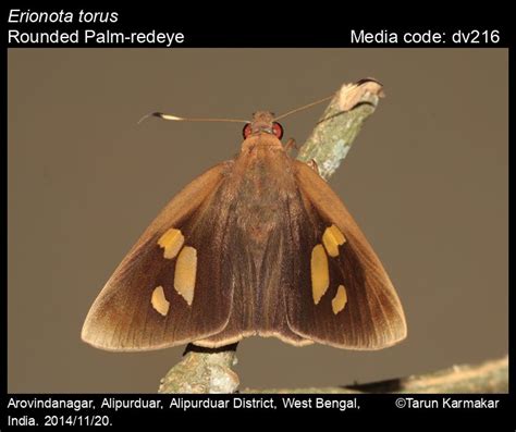 Erionota Torus Butterfly