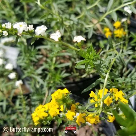 Pineland Heliotrope Euploca Polyphylla 1 Gal Little Red Wagon