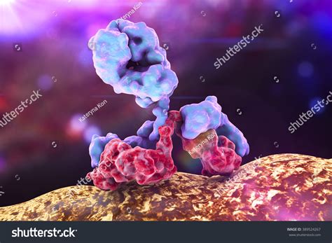 Antibody Attacking Bacterium Immunoglobulin 3d View Stock Illustration