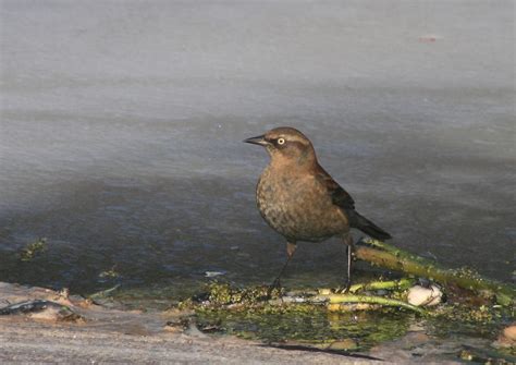 Rusty Blackbird 3 By Natureguy On Deviantart