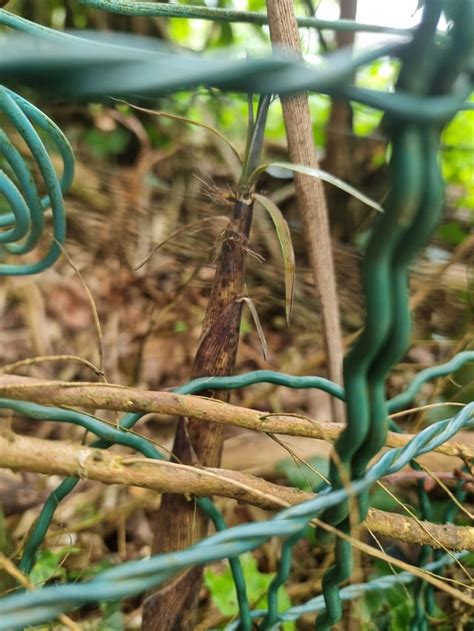 Bamboo Species Identification R Bamboo