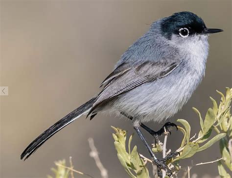 Is The California Gnatcatcher A Species Or A Race
