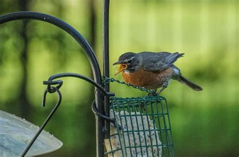Do Robins Migrate A Deep Dive Into Their Seasonal Movements