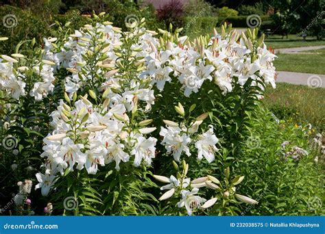 Beautiful White Lilies Flowers In Garden Stock Image Image Of Botany