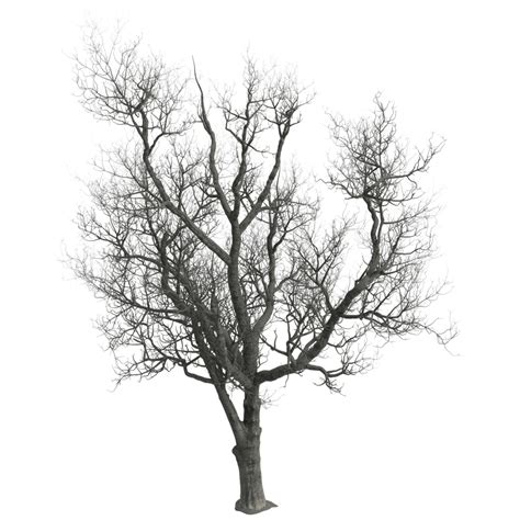 Tree Without Leaves 3d Model A23d