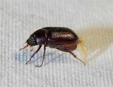 Diplotaxis Diplotaxis Puberula Bugguidenet