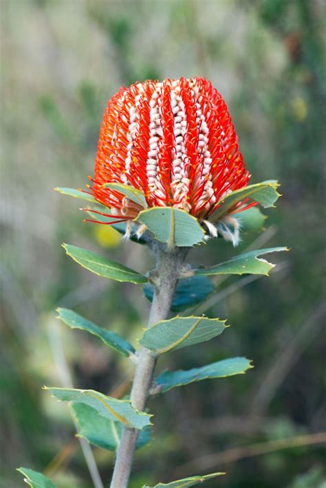 Banksia Coccinea In 2025 Australian Wildflowers Australian Native
