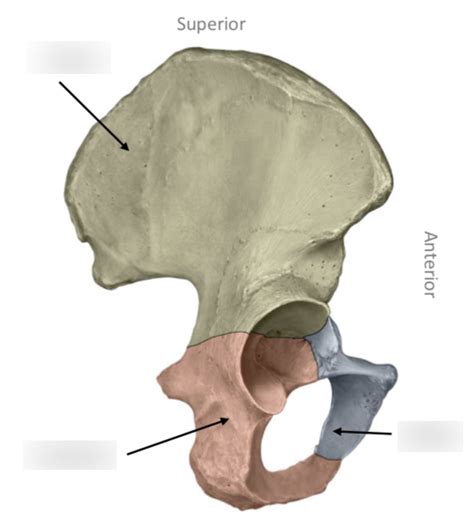 Pelvic Bones Diagram Quizlet