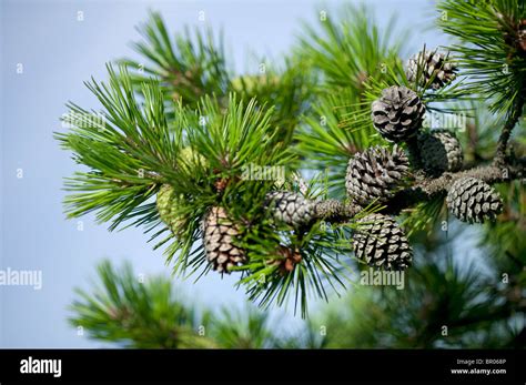 Pine Cone On Branch