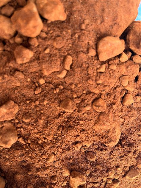 Acacia Katha Cutch Acacia Catechu Etsy