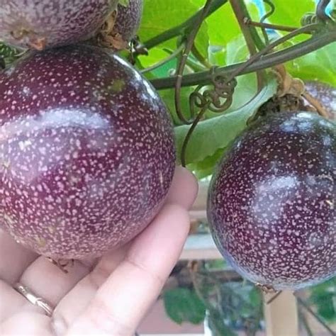 Cod Buah Markisa Segar 1 Kg Fassiflora Edulis Termurah Lazada