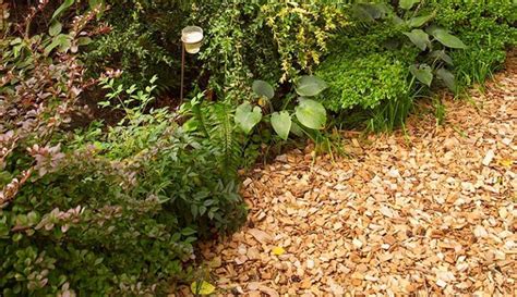 Best Wood Chips For Garden Top 5 Selection