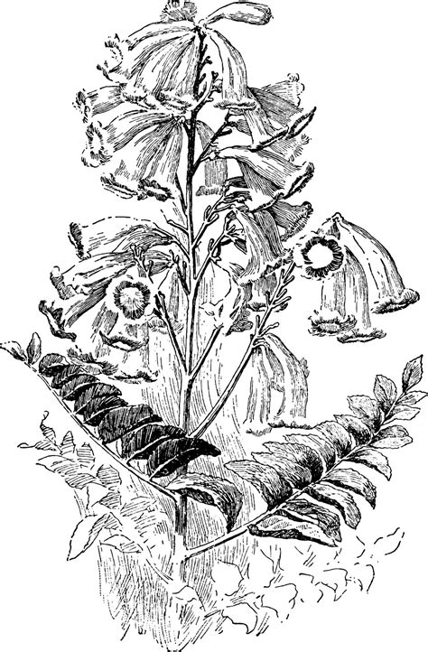 Tecoma Smithii Vintage Illustration 13821315 Vector Art At Vecteezy