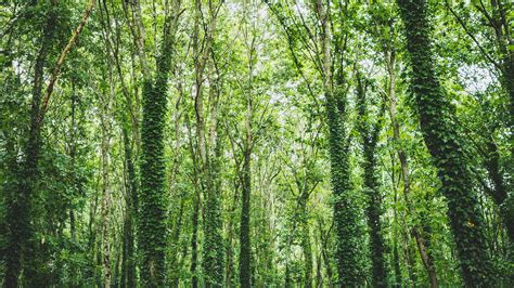 Forêt De Châtelain Ecotree