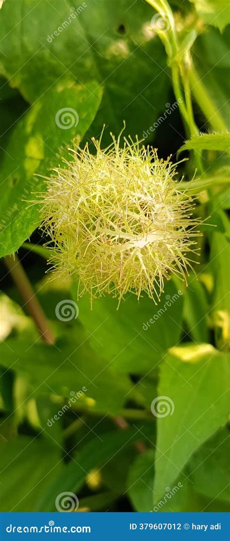 Round Shaped Candida Albicans Colonies Under The Microscope Royalty