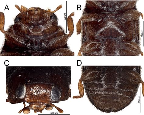 Horniolus Minutus Sp Nov A Head With Mouthparts And Prothorax