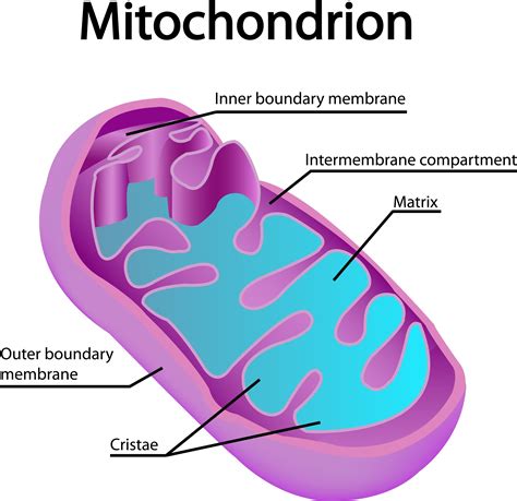 Mitochondria Diagram Labeled