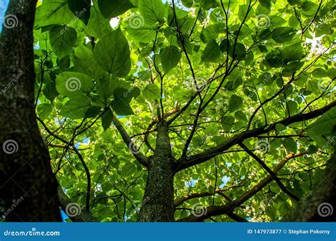 Ginko Tree Royalty Free Stock Image 205108768