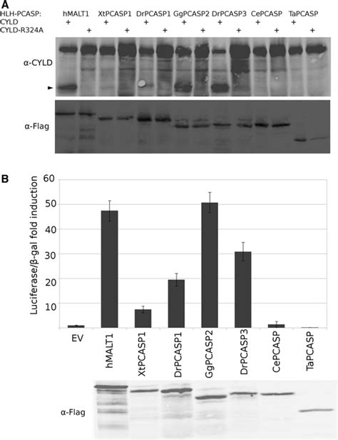 Functional Characterization Of Activated Hlh Pcasp Fusion Proteins A