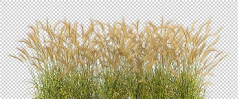 Premium Psd Long Meadow Grass Fields Row 3d Rendering Cutout Backgrounds