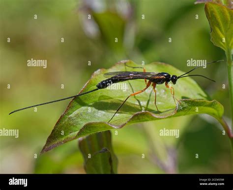 Ichneumon Wasp Ichneumonidae Pimplinae Female With A Long
