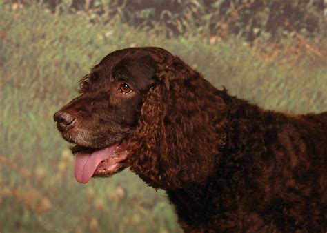 American Water Spaniel Breed Guide Learn About The American Water