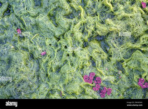 Natural Texture In Nature With Natural Plant Surface Of Marsh Grass And